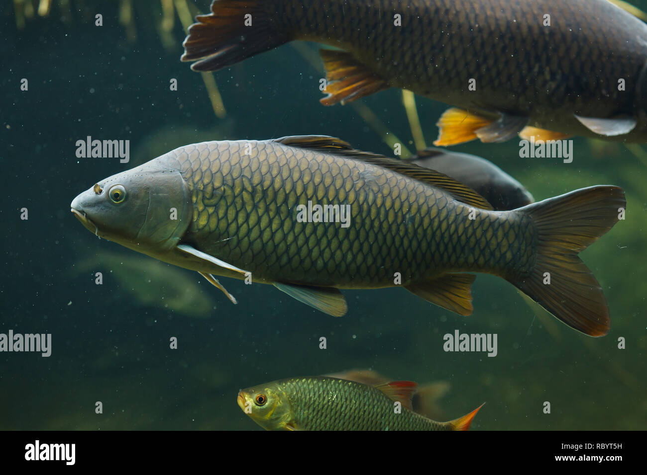 Cyprinus carpio eurasian carp hi-res stock photography and images - Alamy