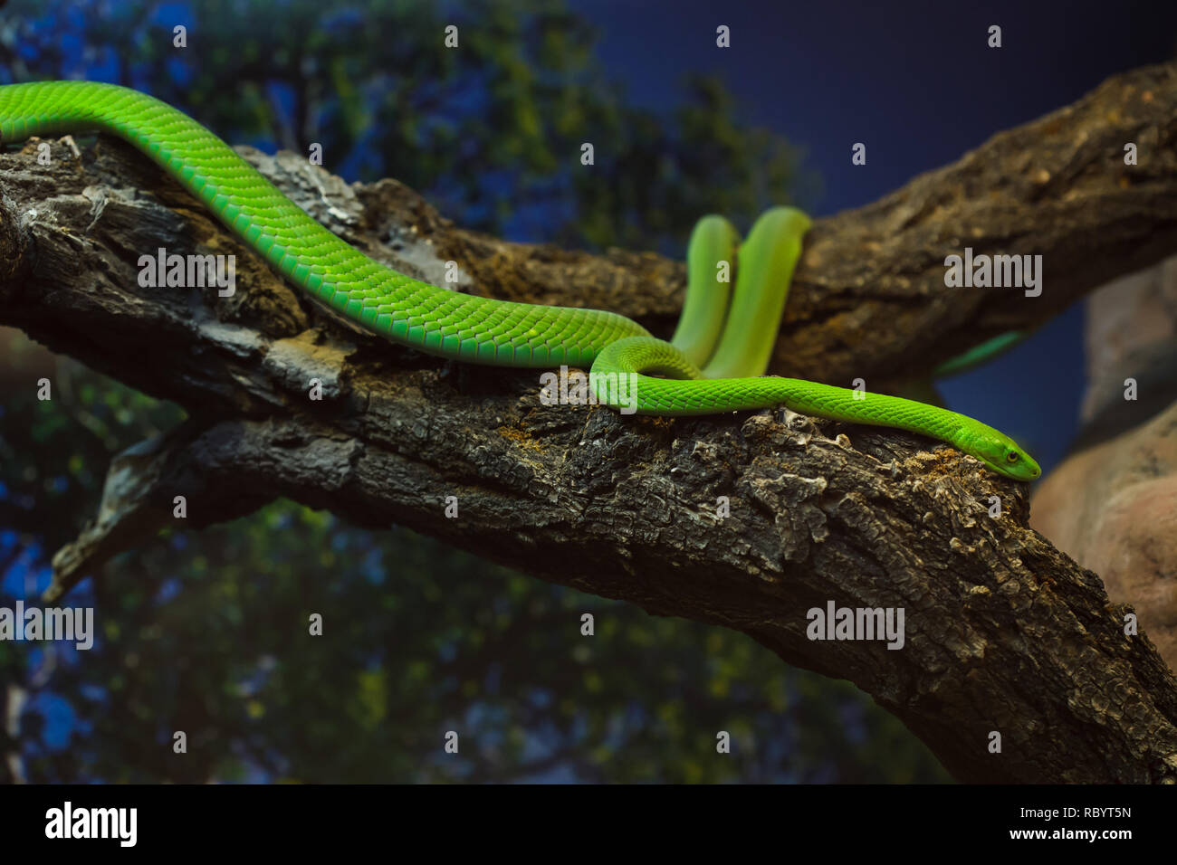 Western green mamba (Dendroaspis viridis), also known as the West ...