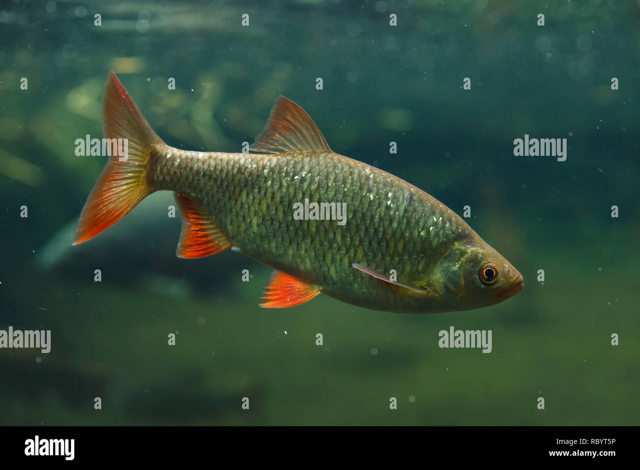 Common rudd (Scardinius erythropthalmus). Freshwater fish Stock Photo ...