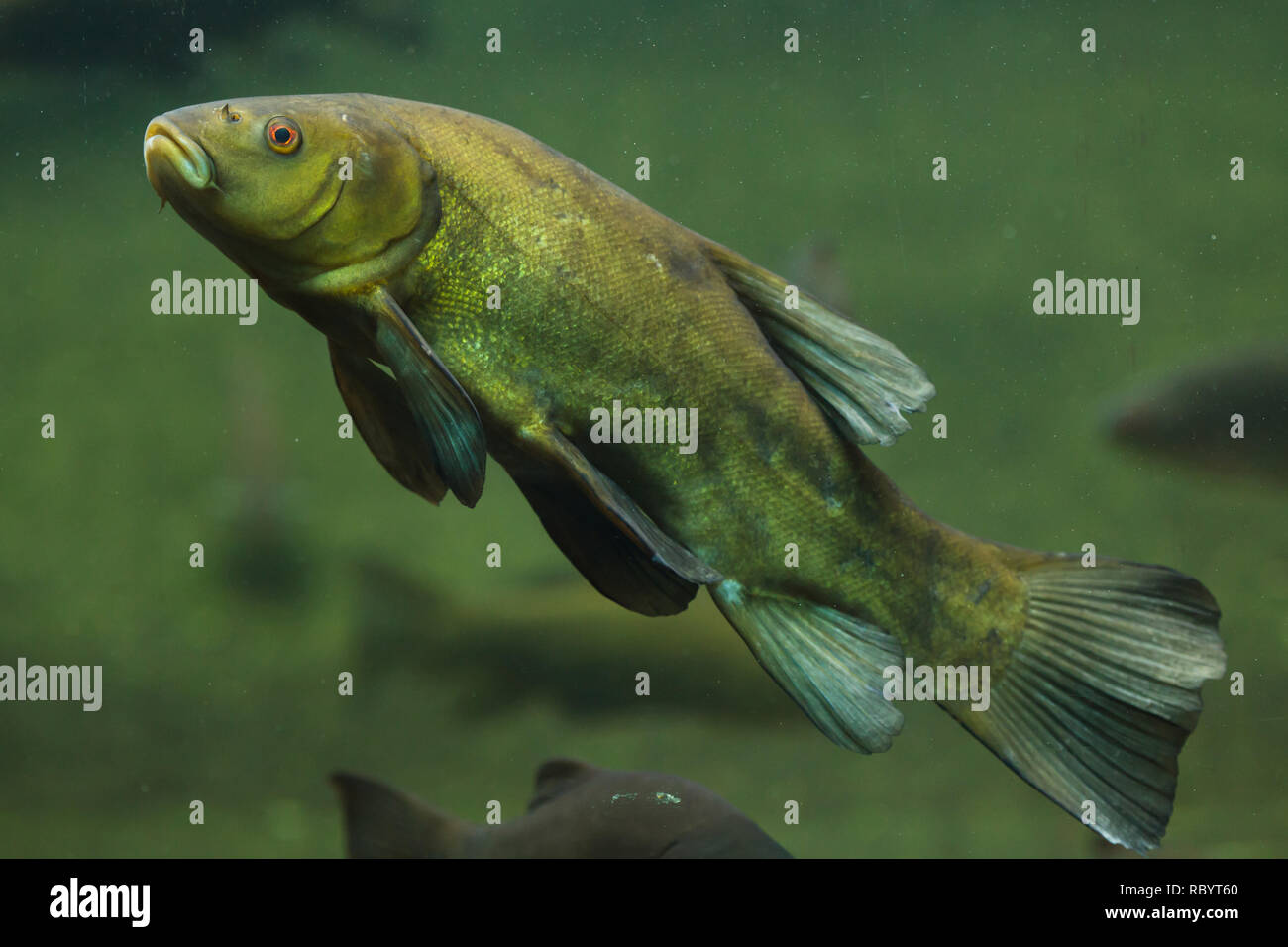 Tench (Tinca tinca), also known as the doctor fish Stock Photo - Alamy