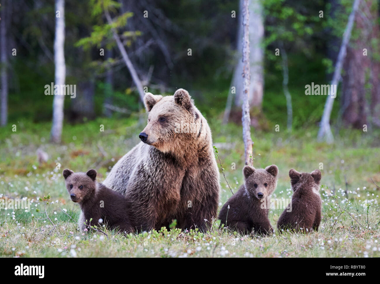 Mother brown bear protecting her three little cubs Stock Photo - Alamy