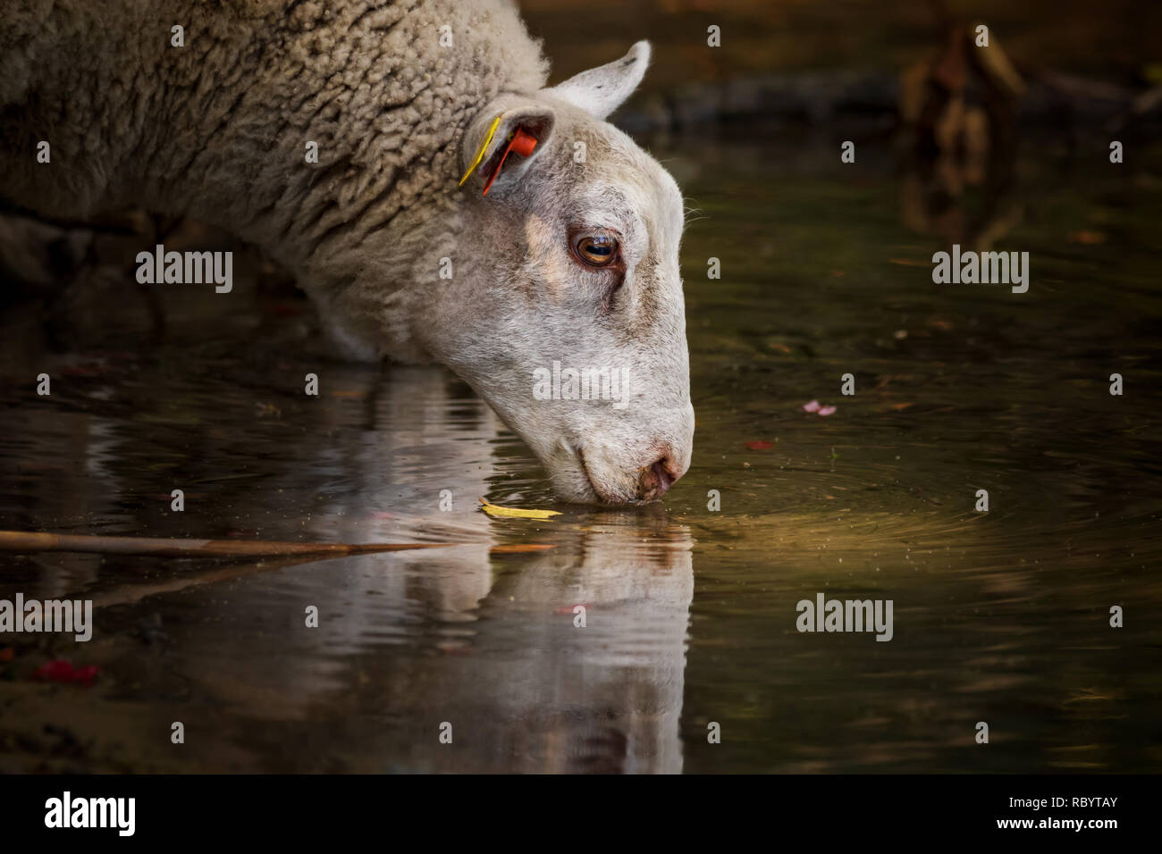 Sheep drinking water hi-res stock photography and images - Alamy