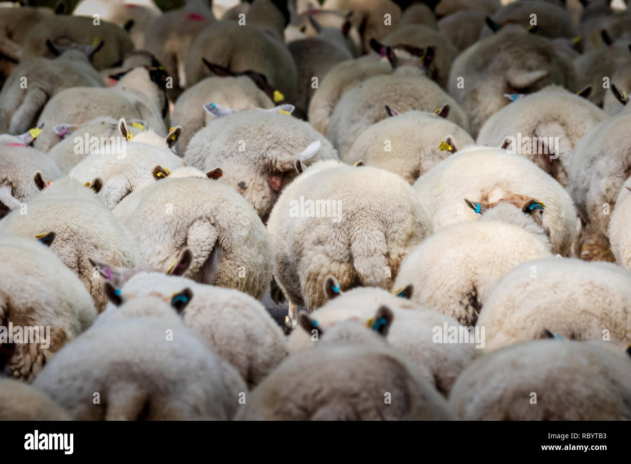 flock of sheep moving to new pasture Stock Photo - Alamy