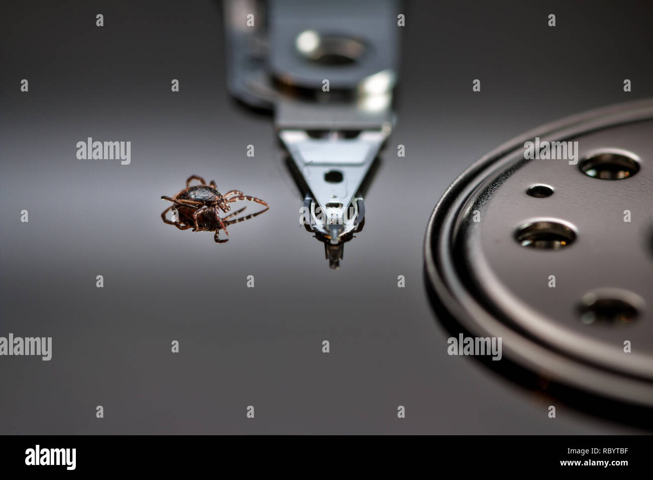a computer bug causing trouble - on the hard drive Stock Photo - Alamy