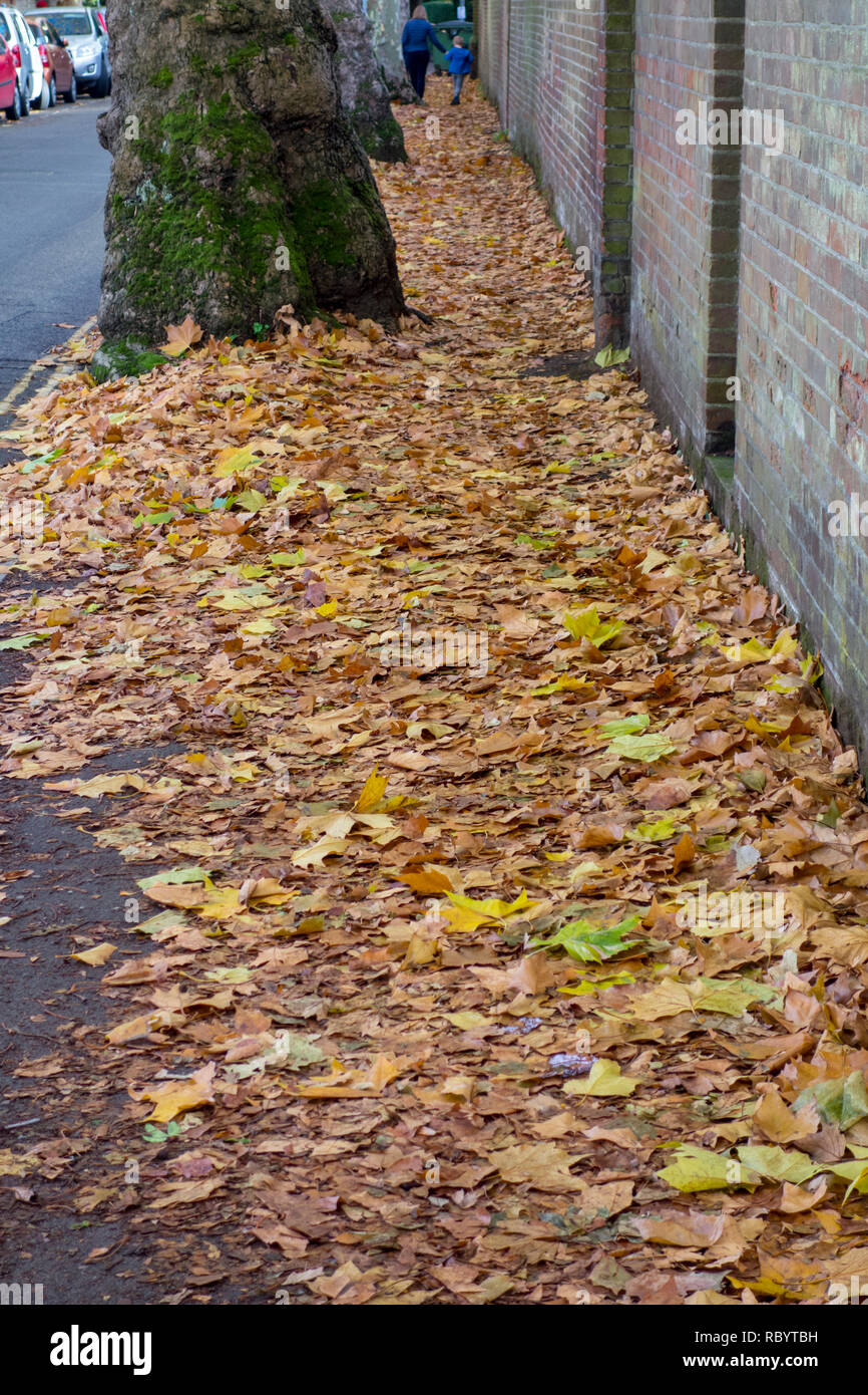 Pavement leaves hi-res stock photography and images - Alamy