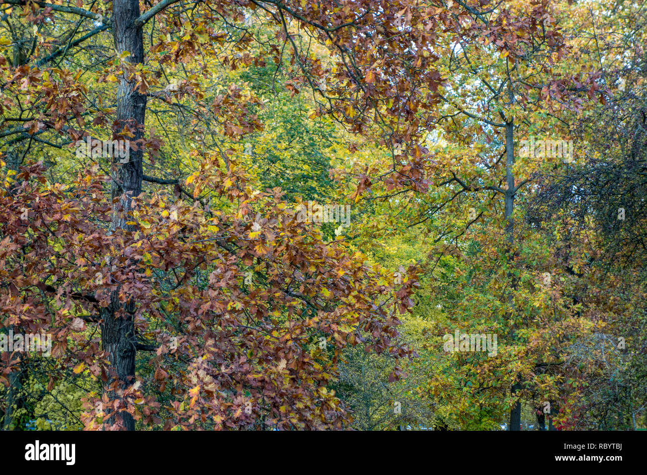 Autumn Trees Uk High Resolution Stock Photography and Images - Alamy