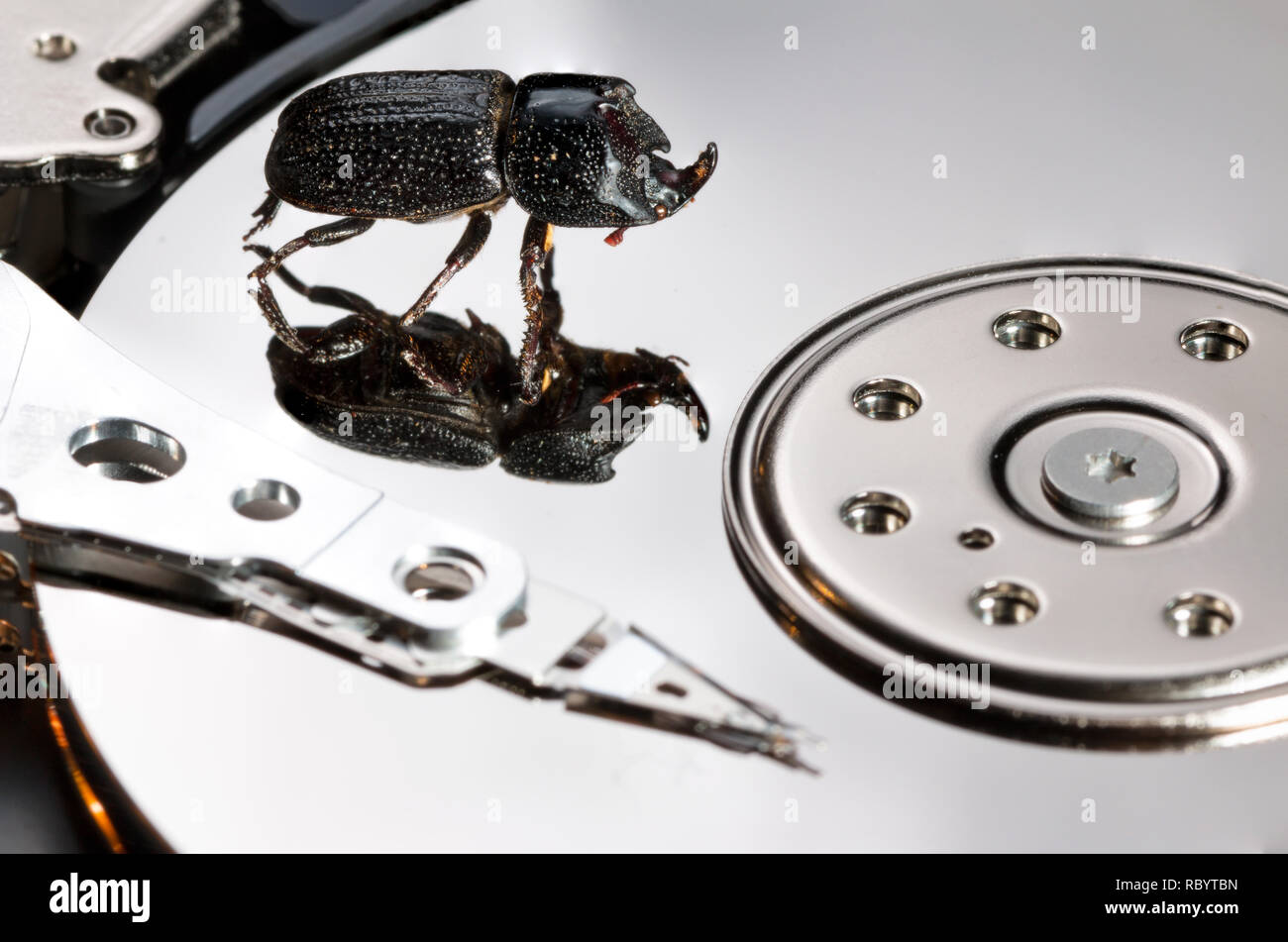 a computer bug causing trouble - on the hard drive Stock Photo - Alamy