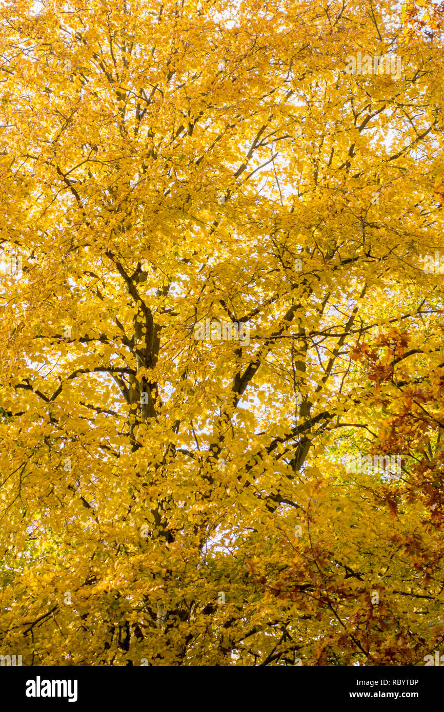 Autumn Trees Uk High Resolution Stock Photography and Images - Alamy