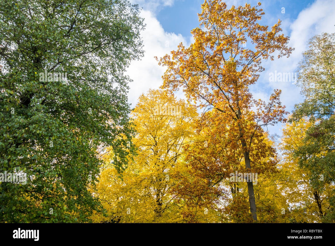 Uk garden autumn trees hi-res stock photography and images - Alamy