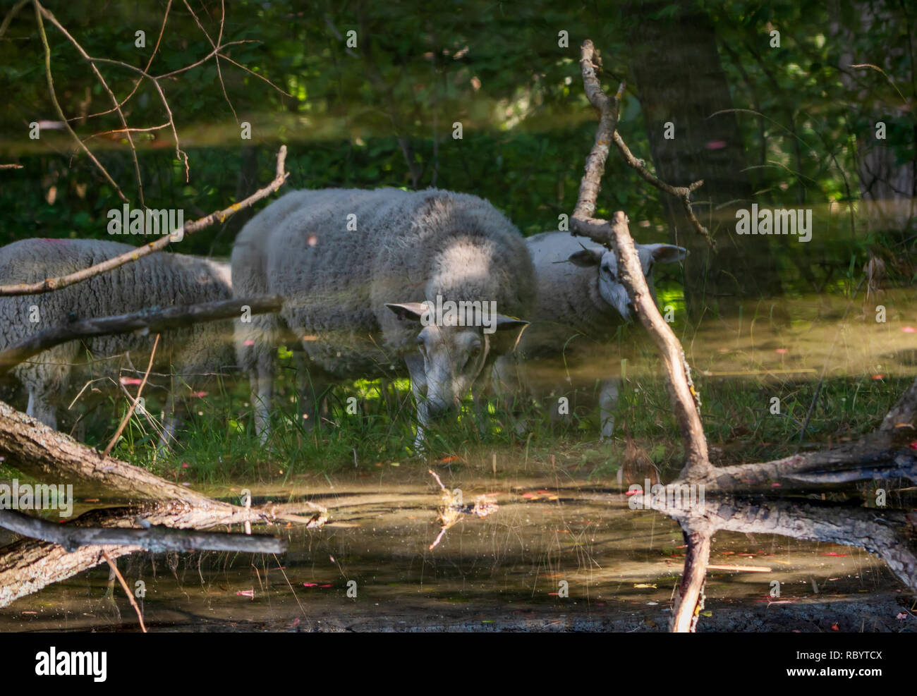 Sheep drinking water hi-res stock photography and images - Alamy