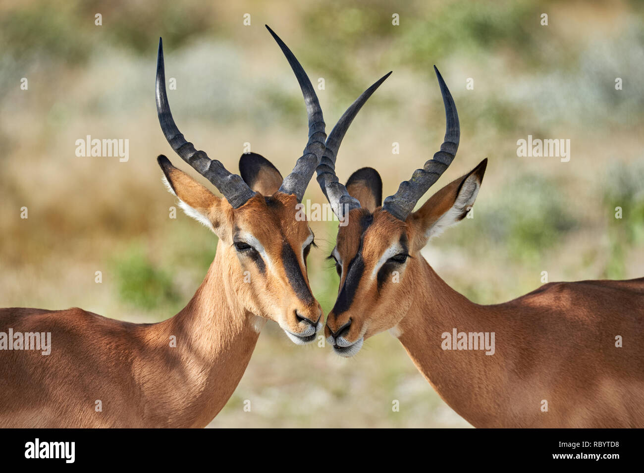 Two male black faced impala photographed in Namibia Stock Photo - Alamy