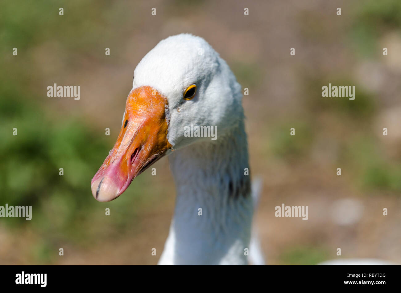 Close up of the head of a goose with black patches on the neck Stock ...