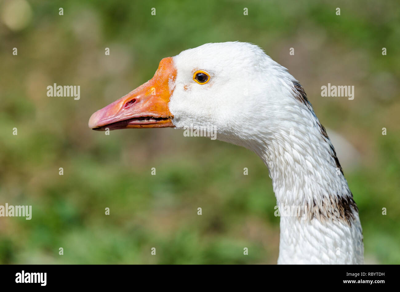 Goose with a black head and neck hi-res stock photography and images ...