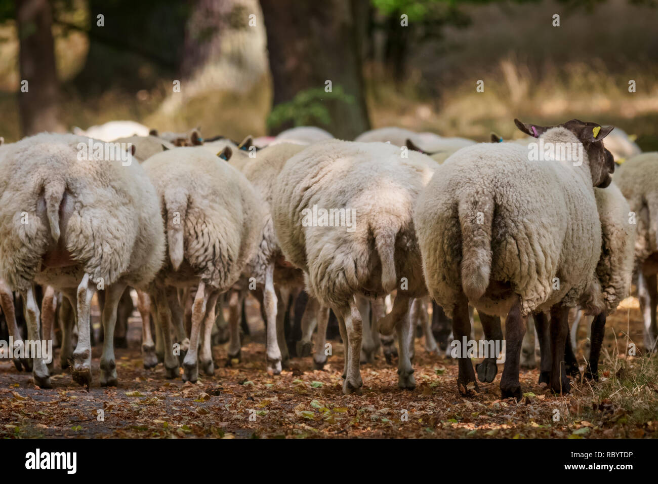 Moving sheep hi-res stock photography and images - Alamy