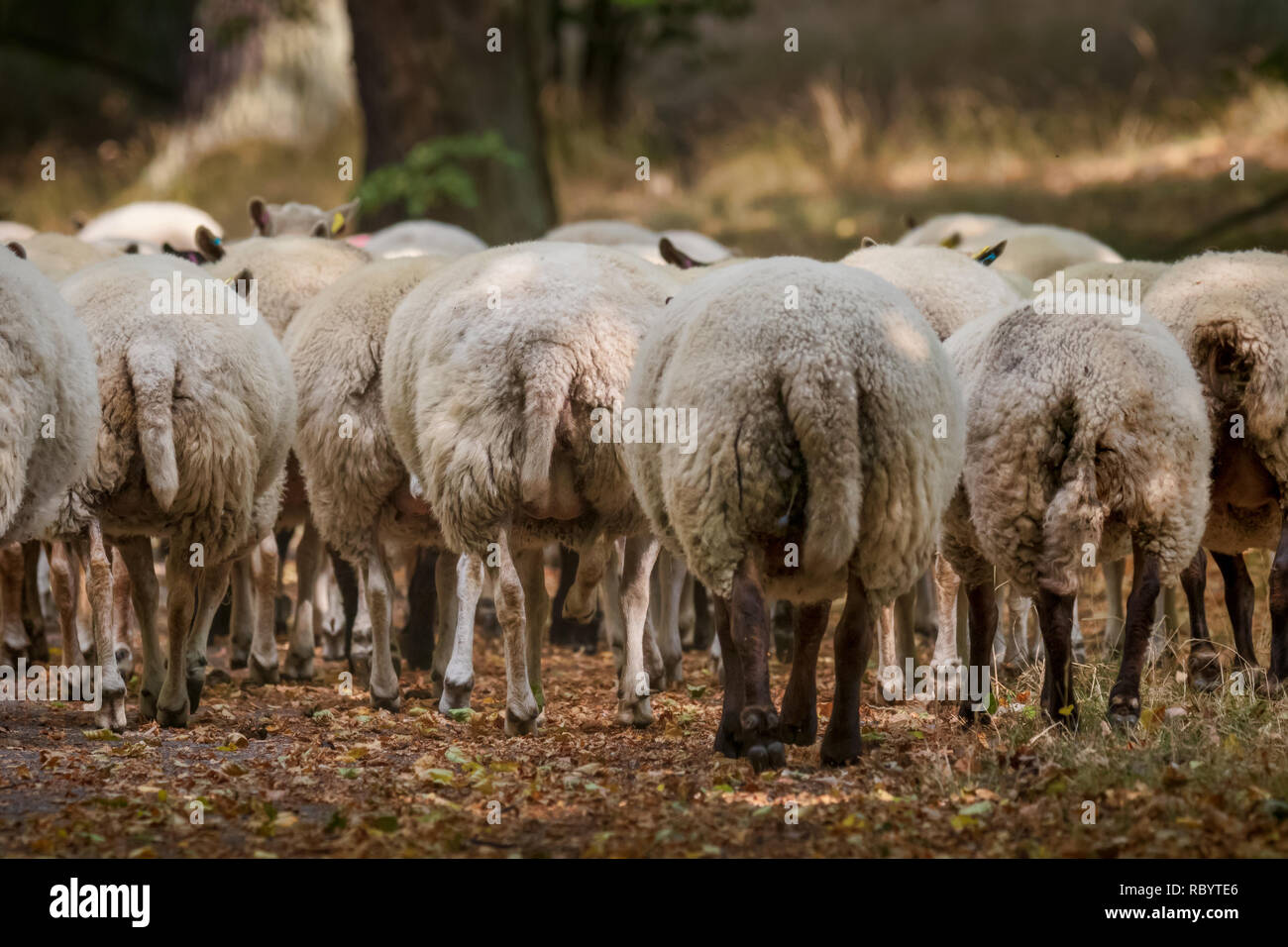 flock of sheep moving to new pasture Stock Photo - Alamy