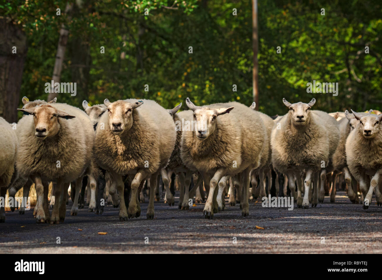 flock of sheep moving to new pasture Stock Photo - Alamy