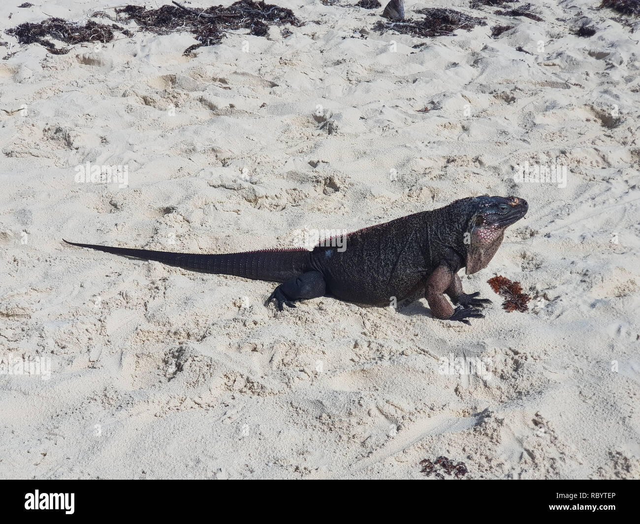 Cyclura cychlura hi-res stock photography and images - Alamy