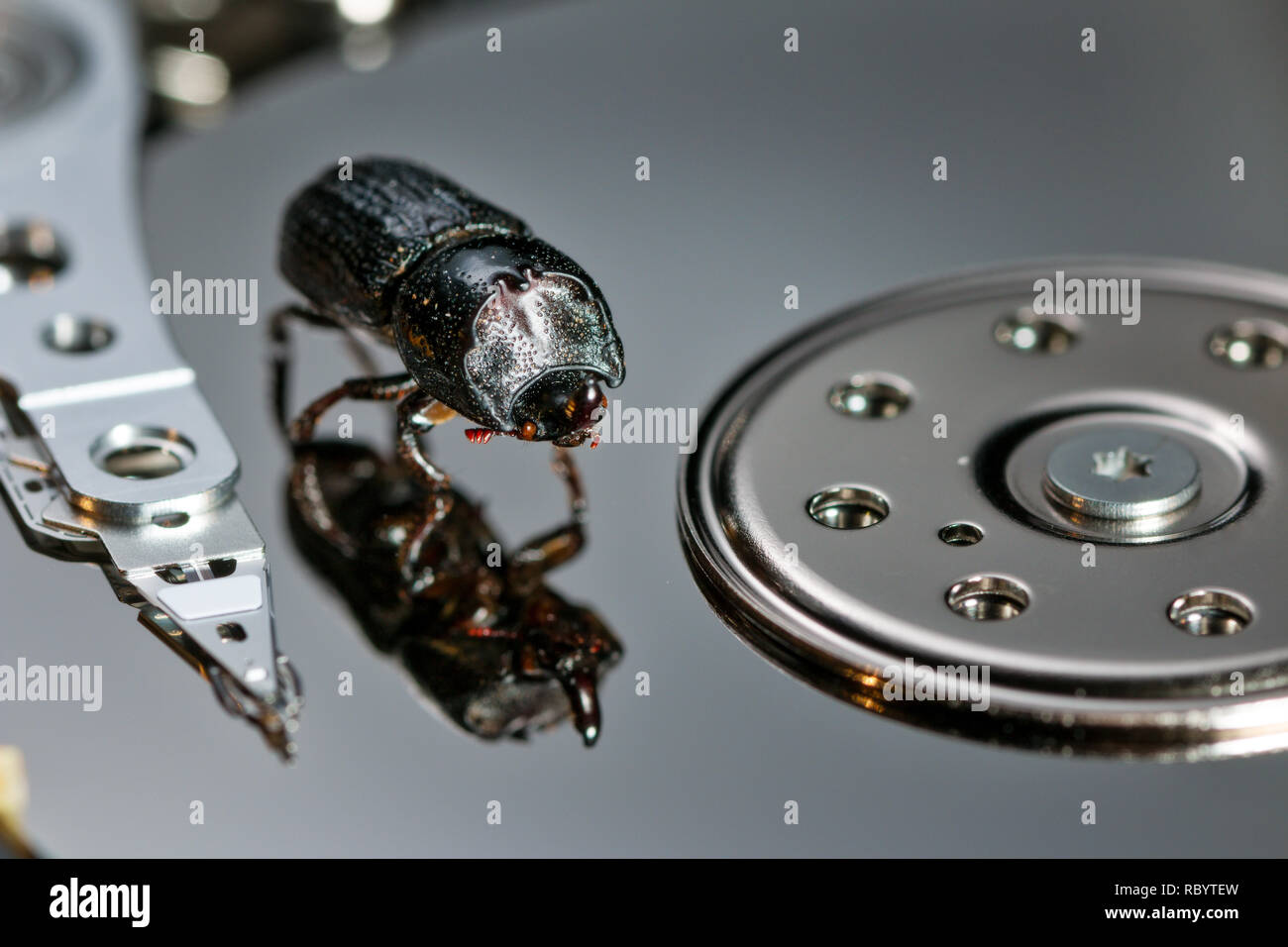 a computer bug causing trouble - on the hard drive Stock Photo - Alamy