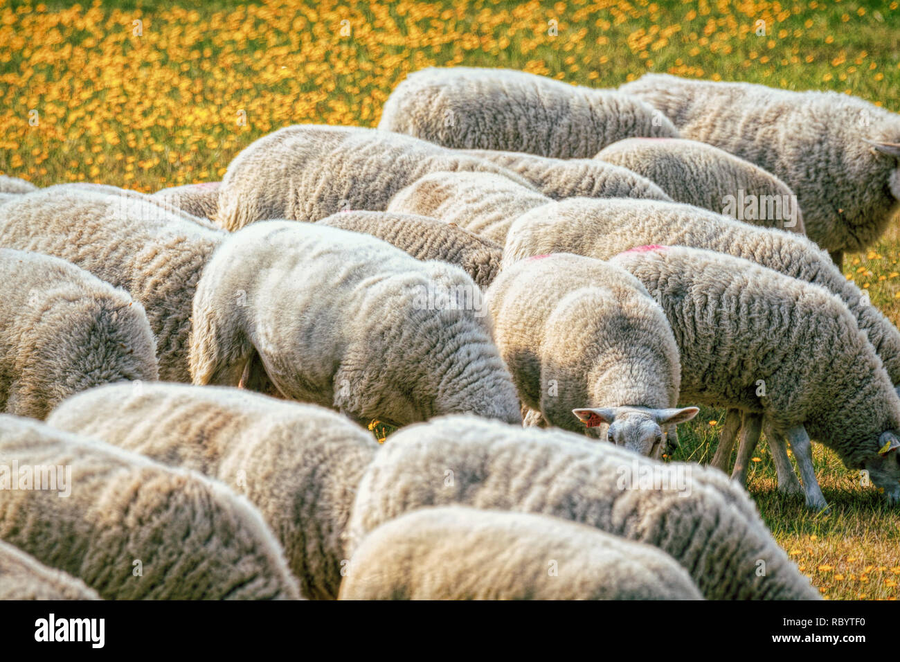 Sheep environment hi-res stock photography and images - Alamy