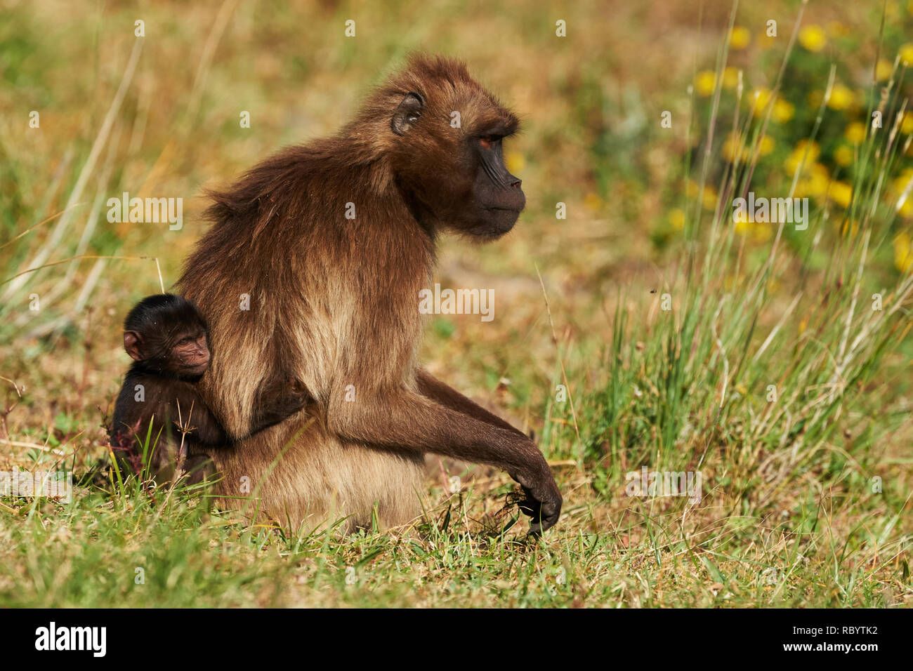 Mother gelada baboon and her small clinging to her back Stock Photo - Alamy