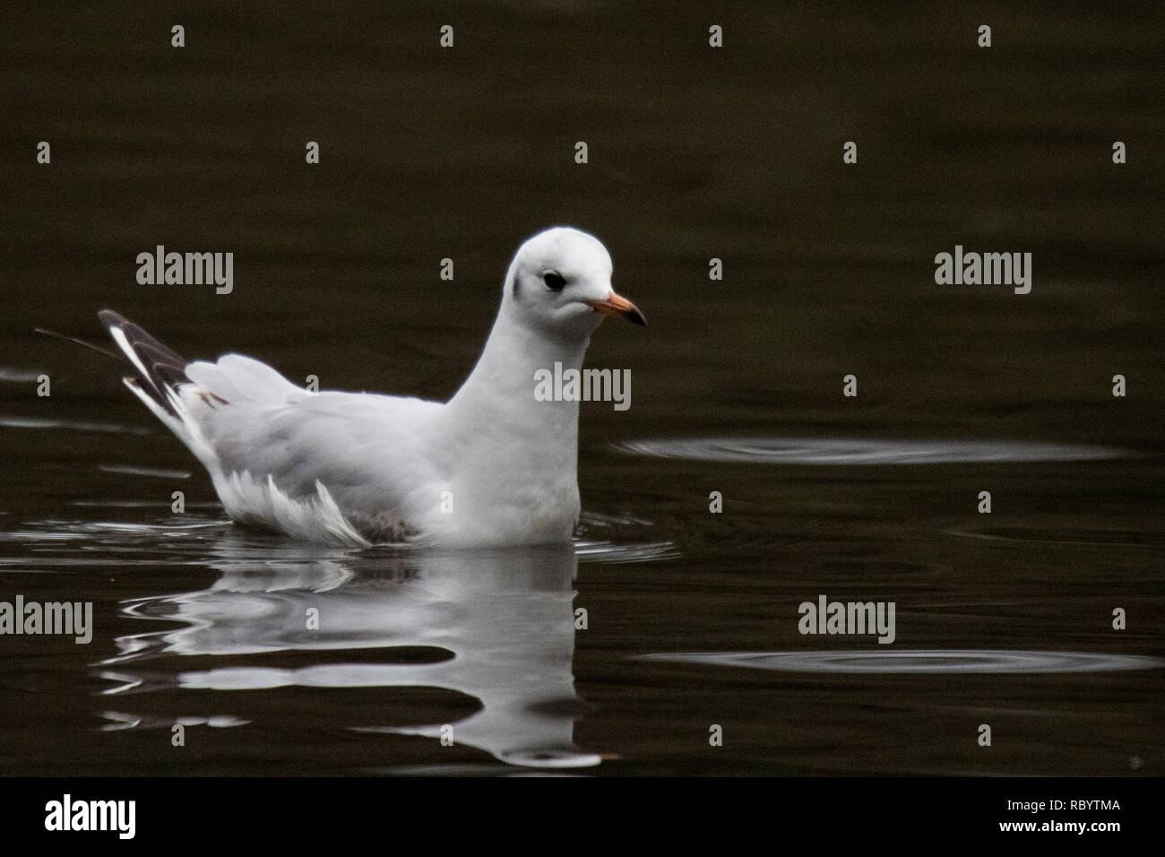 Red Billed Gull Stock Photo - Alamy