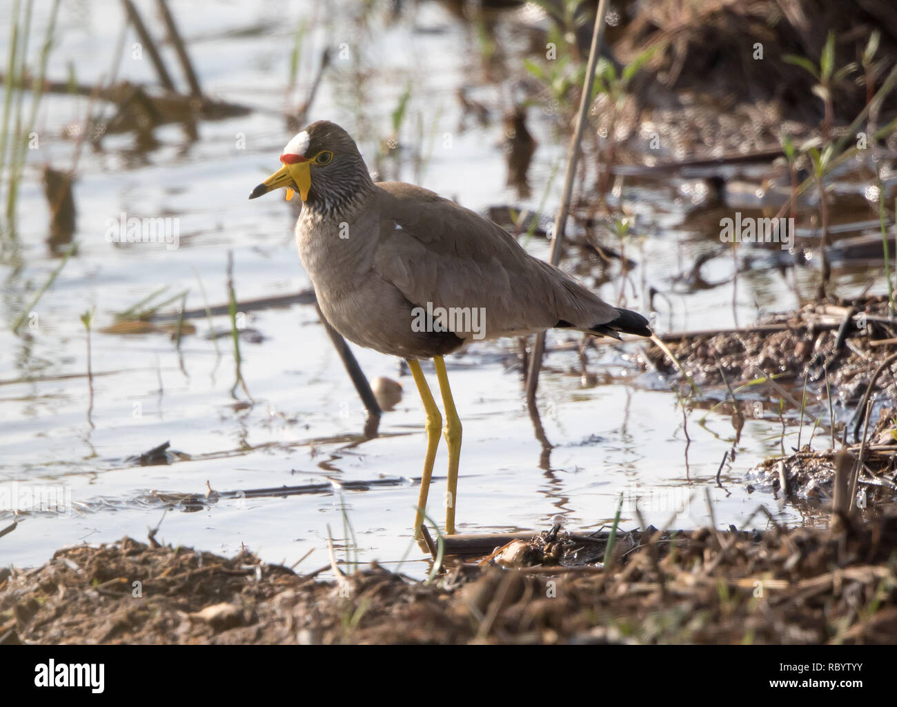 African Wattled Lapwing (Vanellus senegallus Stock Photo - Alamy