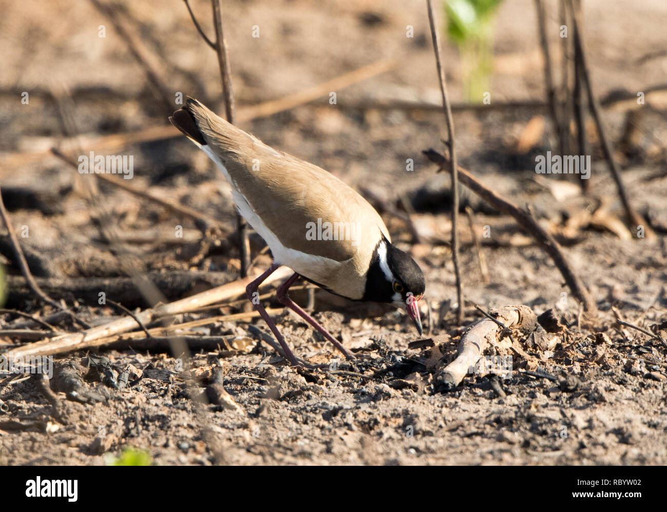 Black headed lapwing vanellus hi-res stock photography and images - Alamy