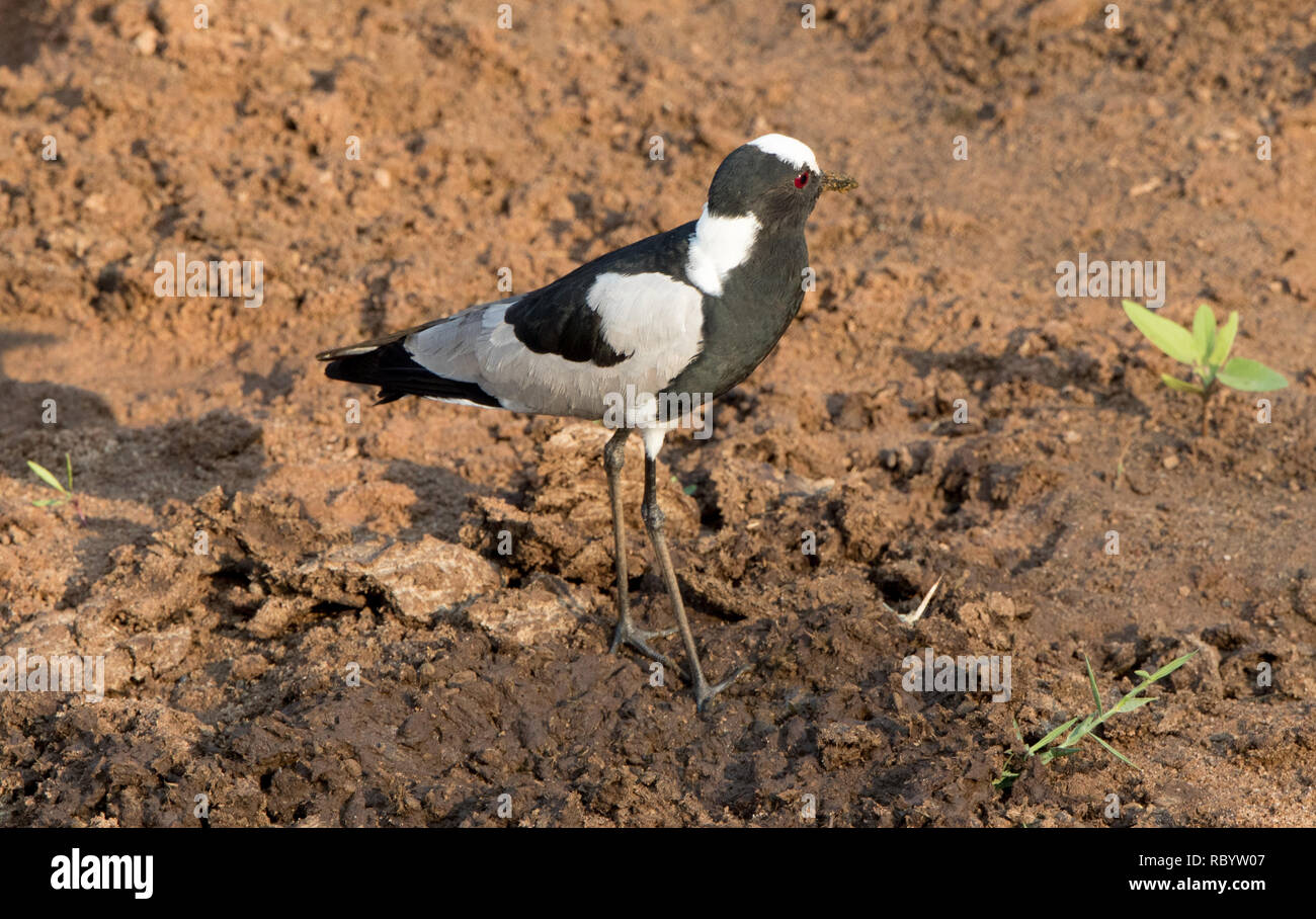 Blacksmith Plover (Vanellus armatus Stock Photo - Alamy