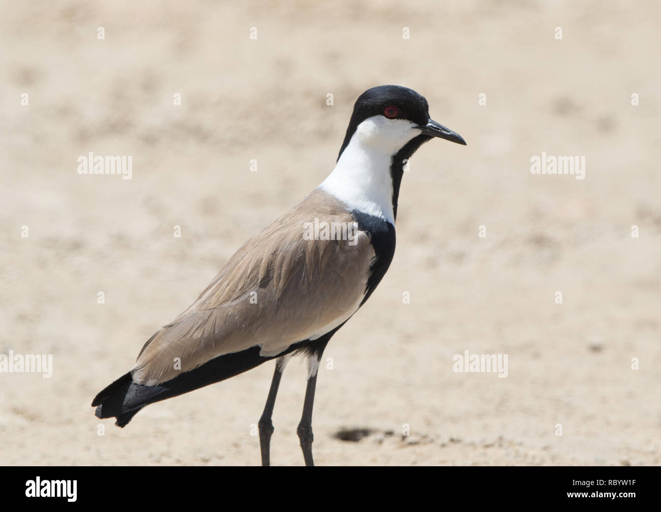 Spur winged birds hi-res stock photography and images - Alamy