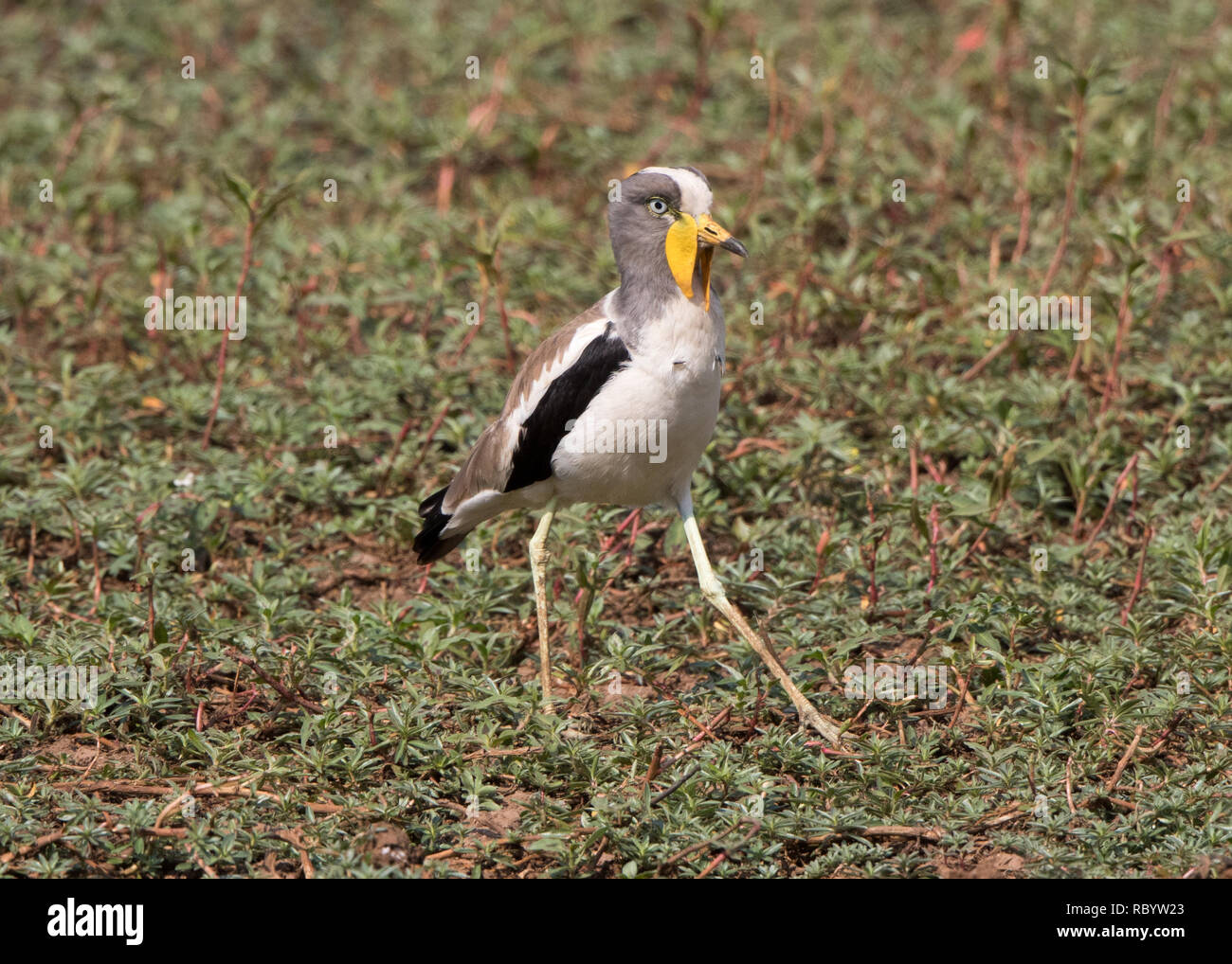 White-crowned Lapwing (Vanellus albiceps Stock Photo - Alamy