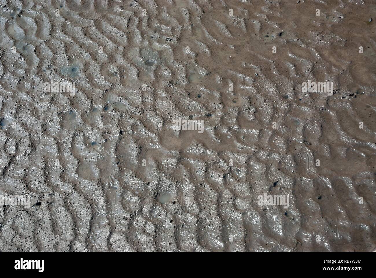 Background of mud surface wet floor mangrove forest Stock Photo - Alamy