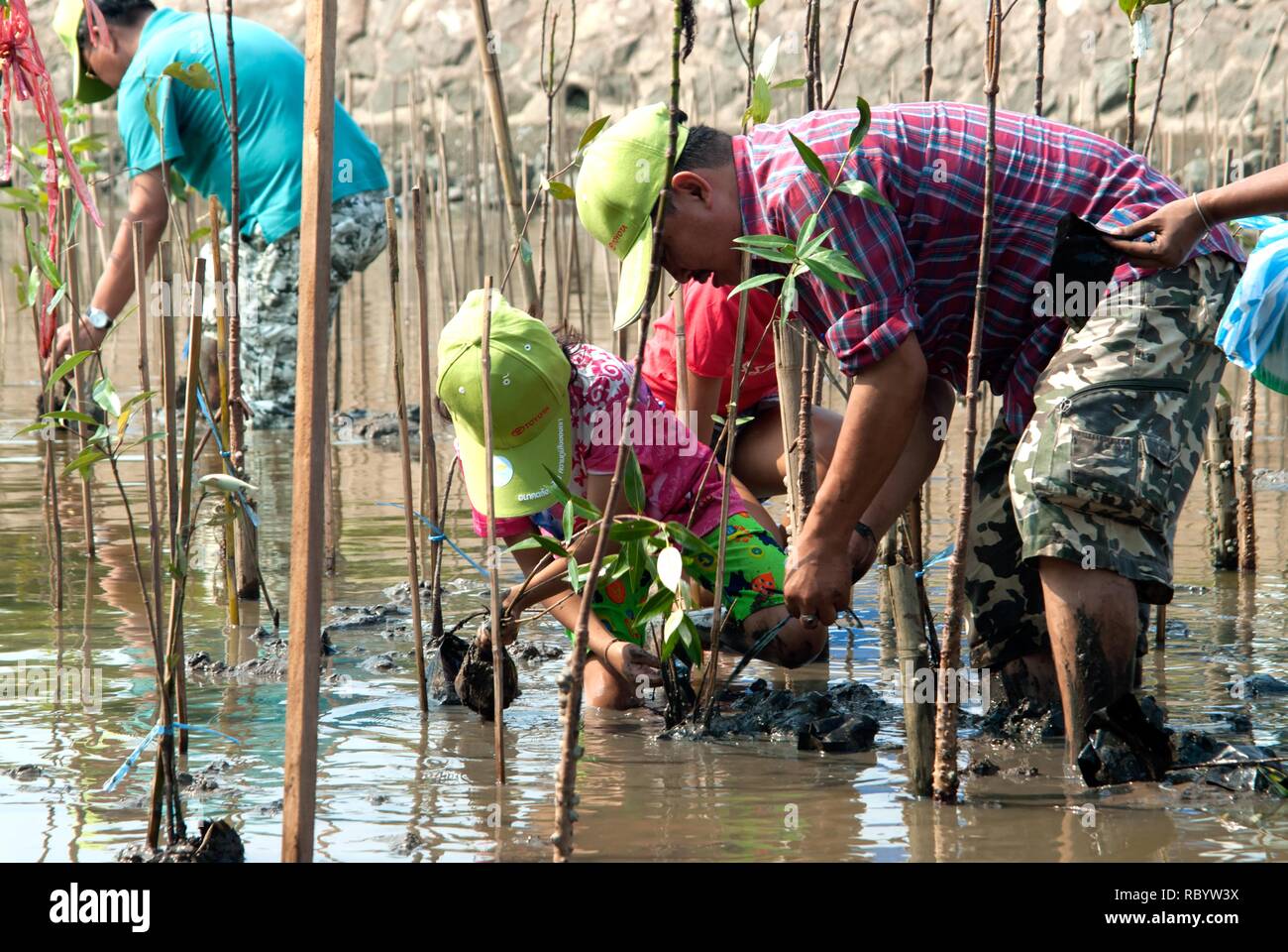 Planting mangrove seedling hi-res stock photography and images - Alamy