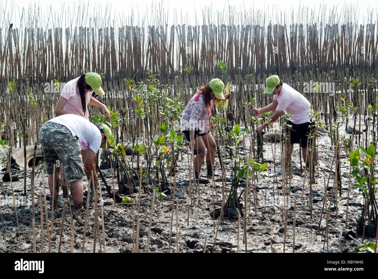 Planting mangrove seedling hi-res stock photography and images - Alamy