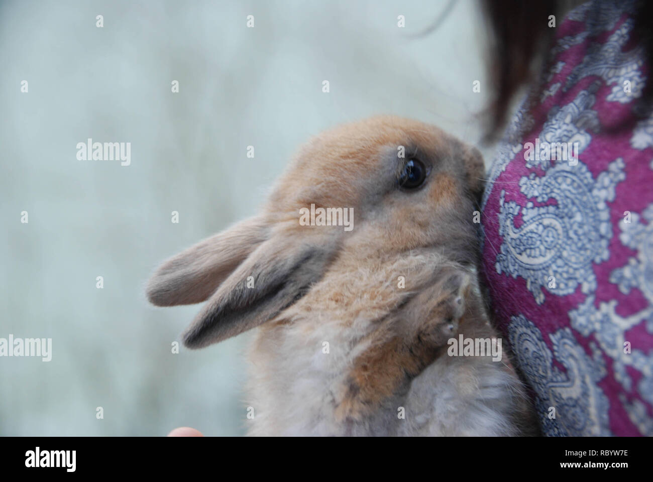 Rabbit in her hands Stock Photo - Alamy