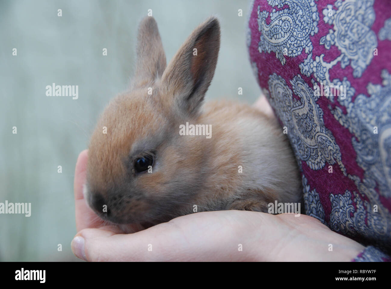Rabbit in her hands Stock Photo - Alamy