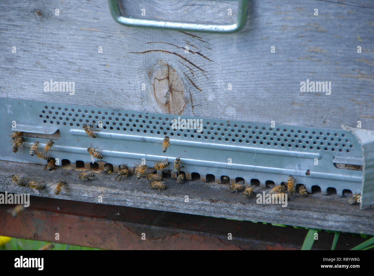Bees flying in front of the hive entry Stock Photo - Alamy