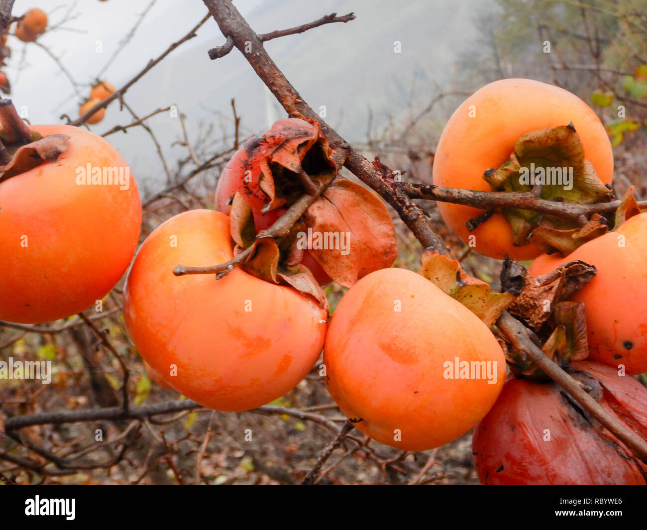 Persimmons hanging from the tree branch - Langhe, Piedmont Stock Photo - Alamy