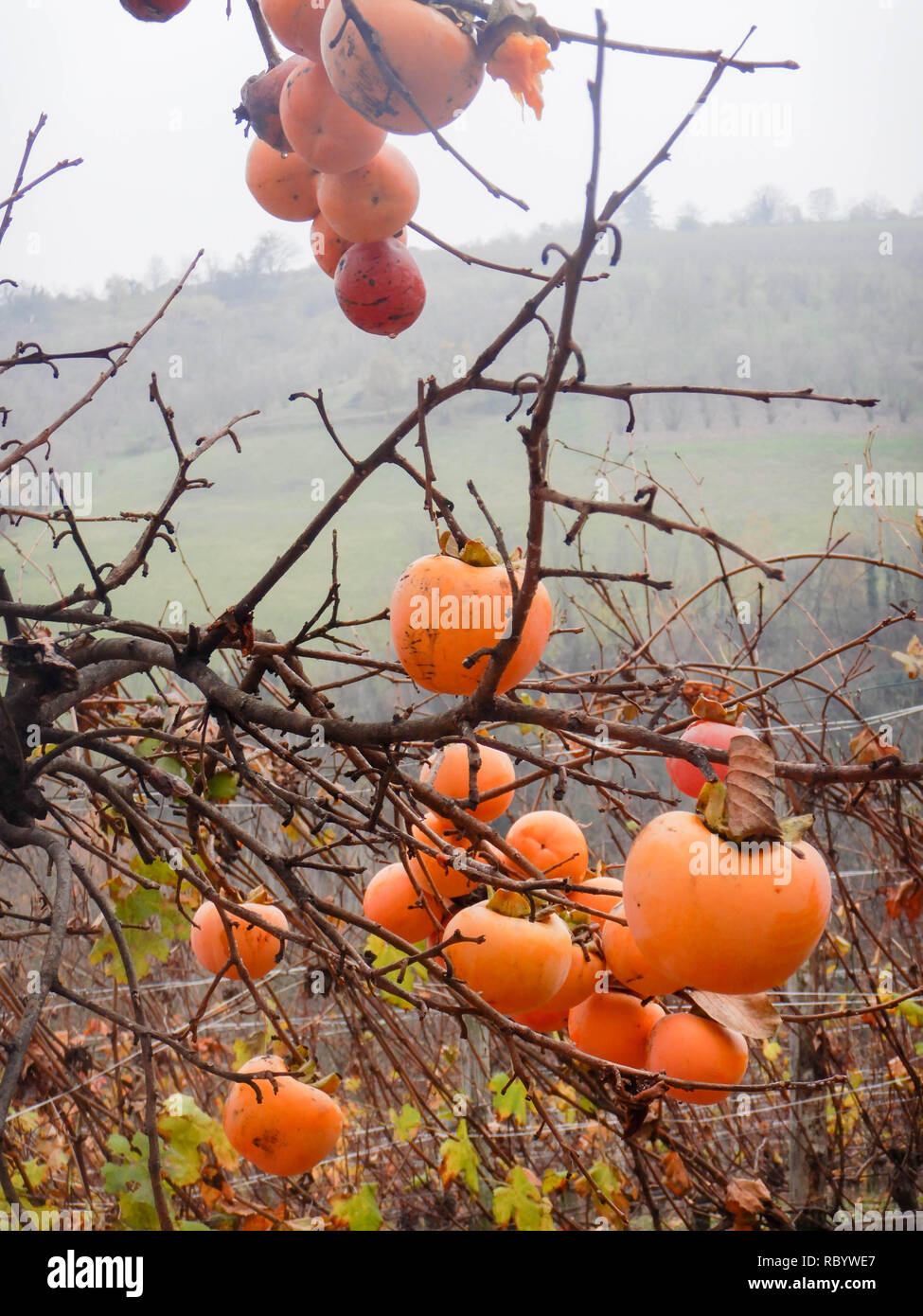 Persimmons hanging from the tree branch - Langhe, Piedmont Stock Photo - Alamy