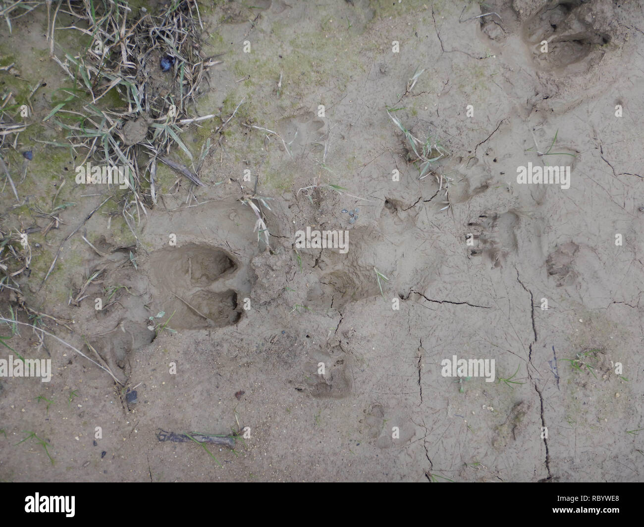 Some footsteps of the boar's legs Stock Photo - Alamy