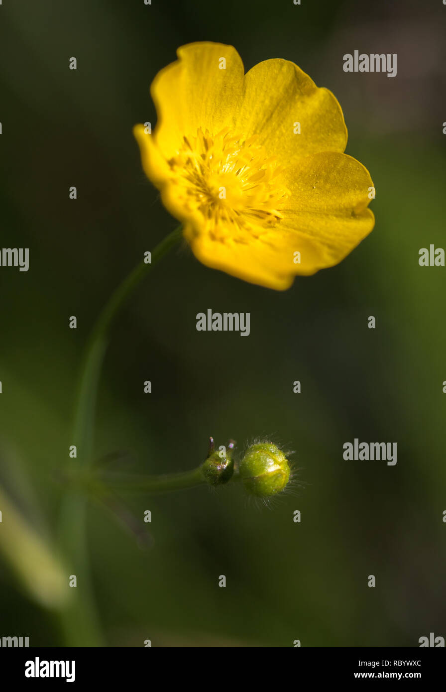 Buttercup plant hi-res stock photography and images - Alamy