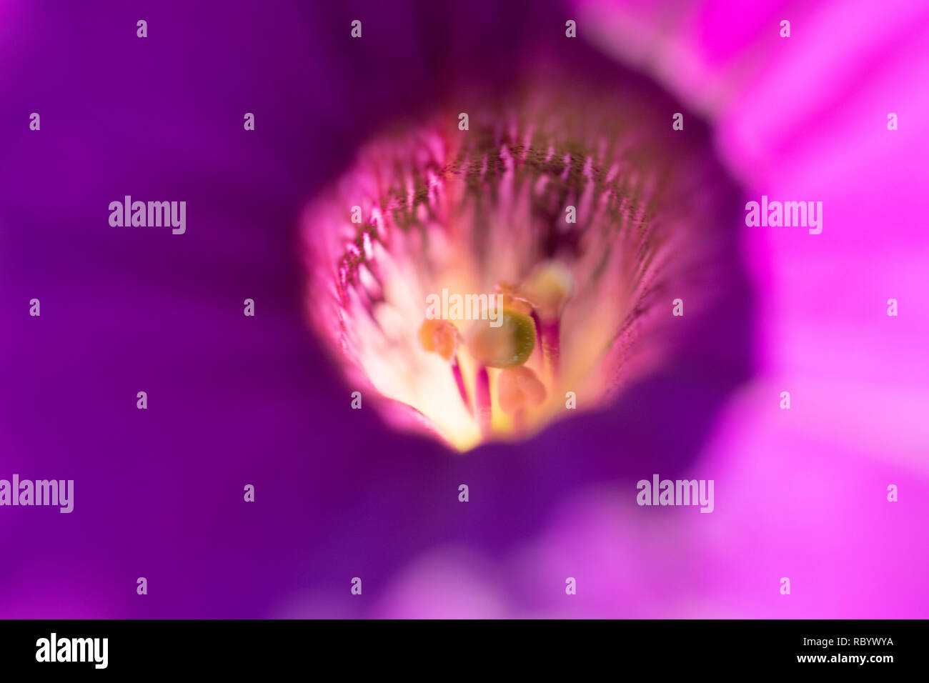 Pink intensity hi-res stock photography and images - Alamy