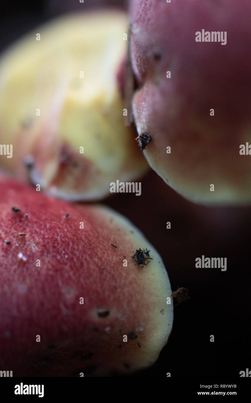 Two coloured bolettes Stock Photo - Alamy