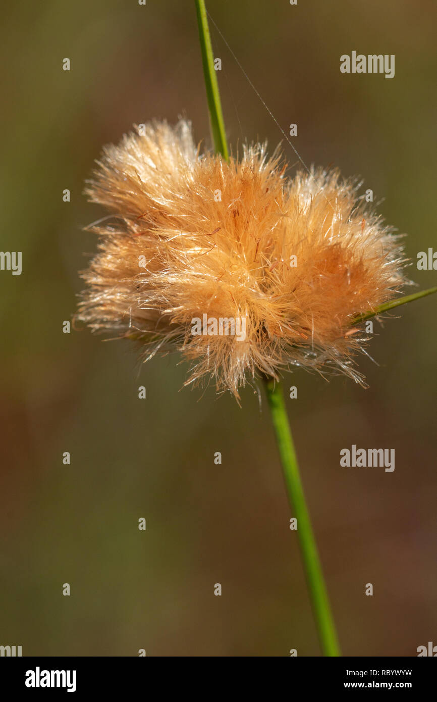 Fluff fluffy plant plants hi-res stock photography and images - Alamy