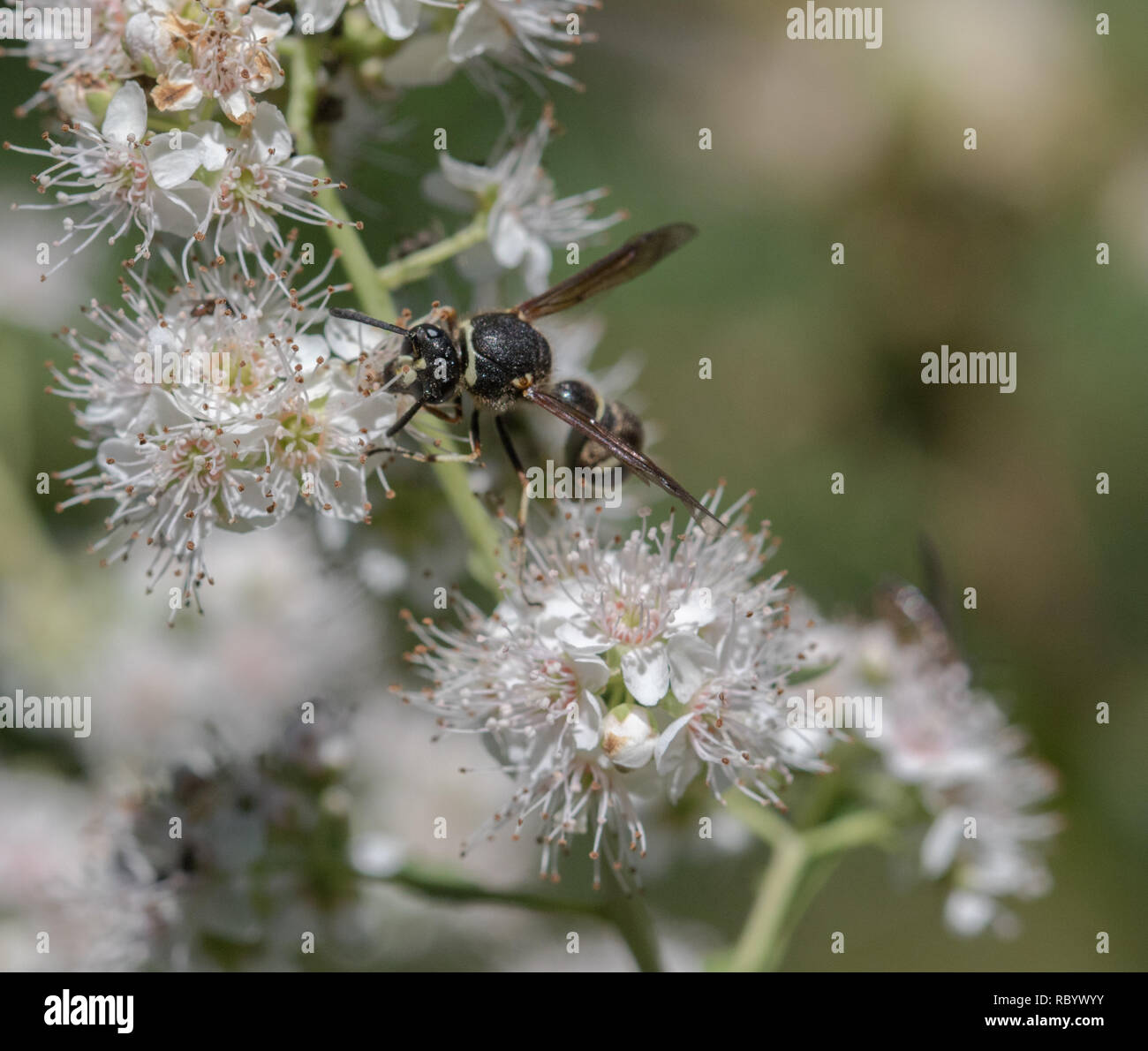 Vespid insect hi-res stock photography and images - Alamy