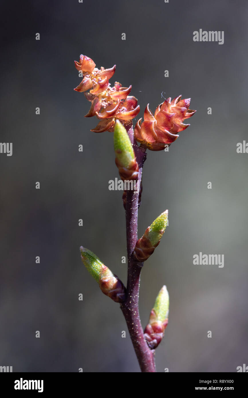 Sweet Gale in the Bog Stock Photo - Alamy