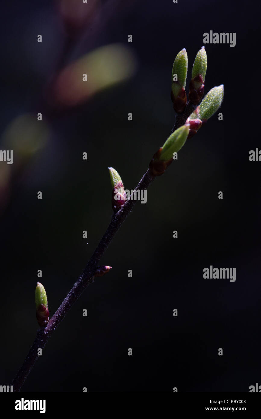 spruce bog, bayberry family Stock Photo - Alamy