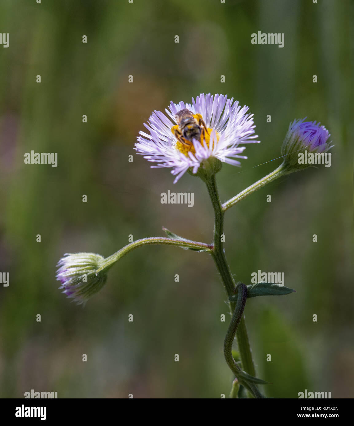 Canada fleabane hi-res stock photography and images - Alamy