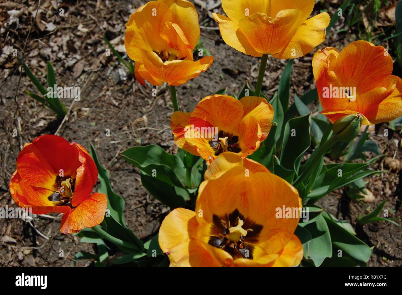 Group of tulips hi-res stock photography and images - Alamy