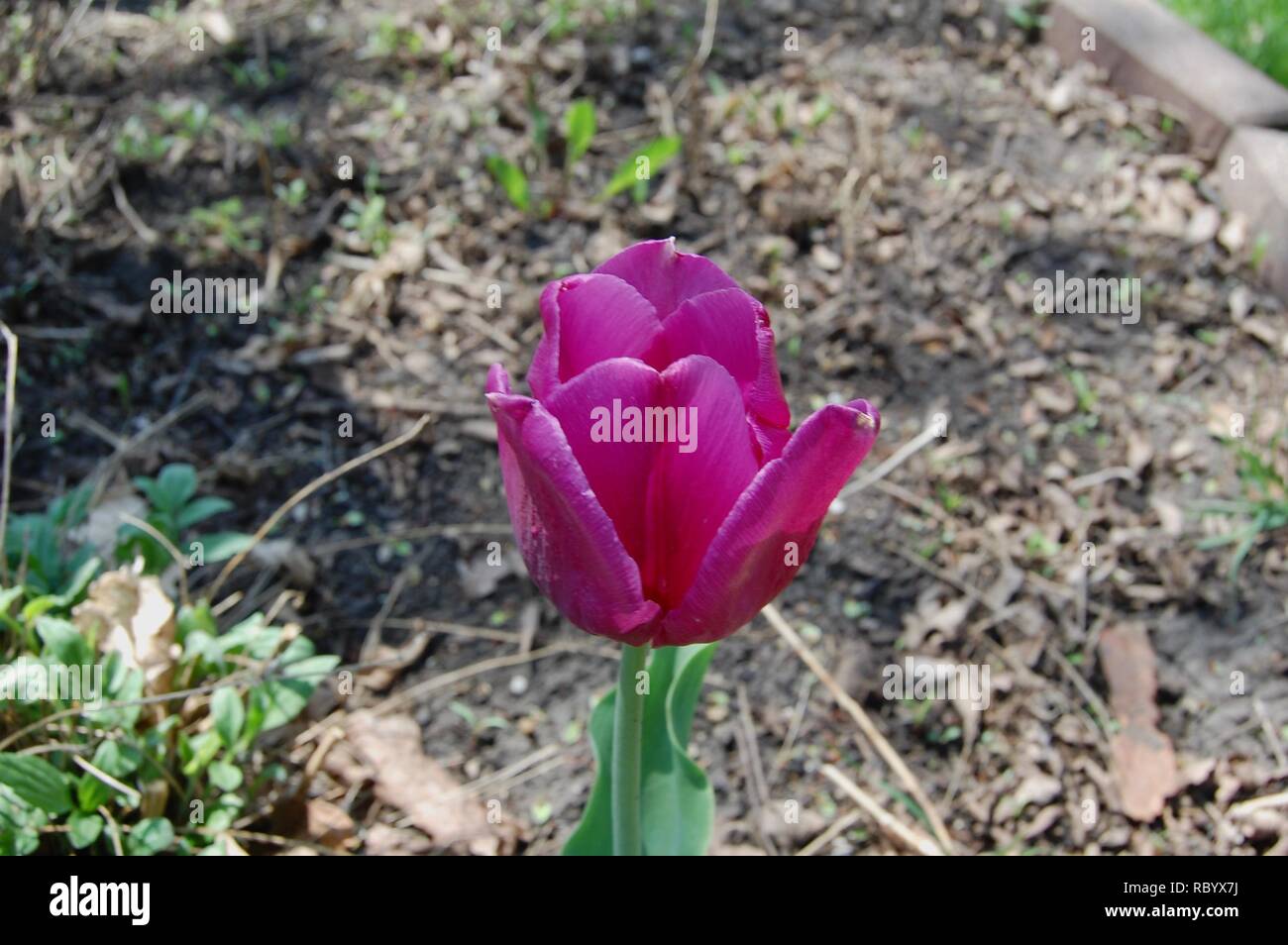 Lone Purple Tulip in a Flower Bed Stock Photo - Alamy