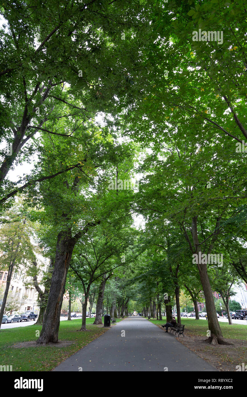 Boston avenue of trees hi-res stock photography and images - Alamy